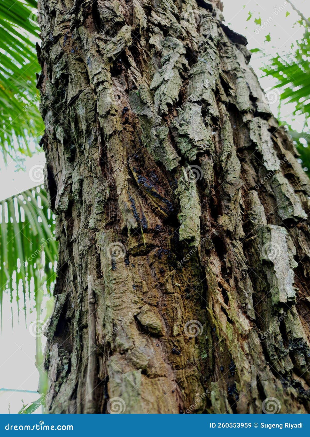 The Bark of a Brown Pine Tree Trunk Stock Image - Image of natural ...