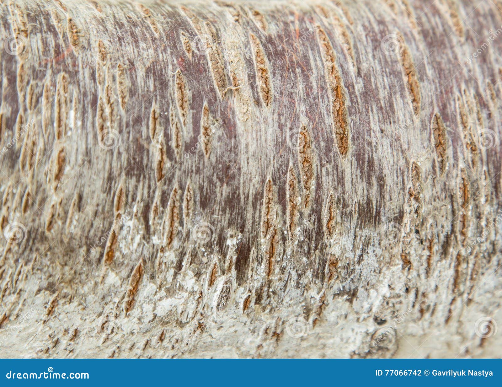 Bark of Cherry Tree in Garden, Texture,botany, Stock Photo - Image of ...