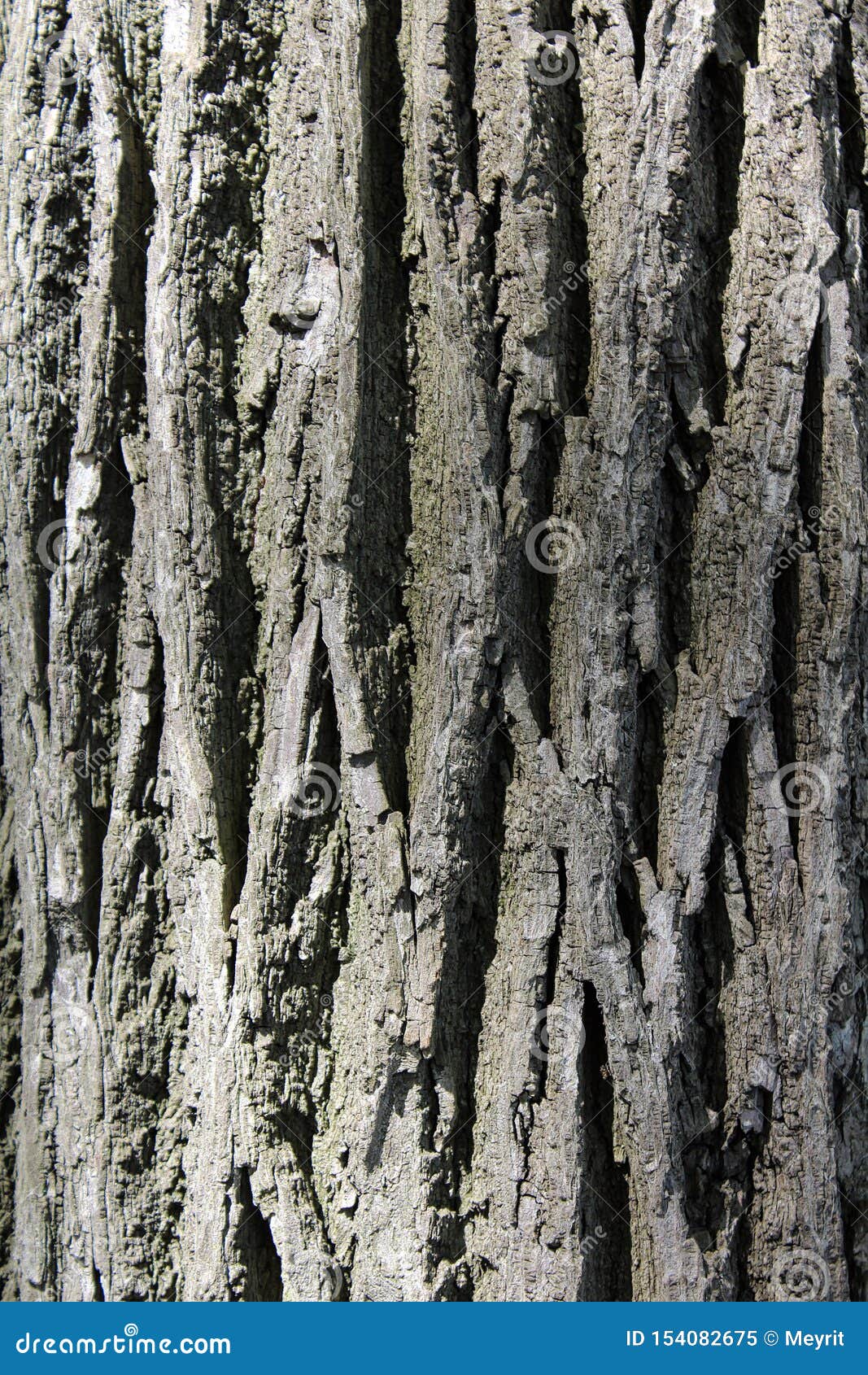 Bark of chestnut tree. stock image. Image of texture - 154082675