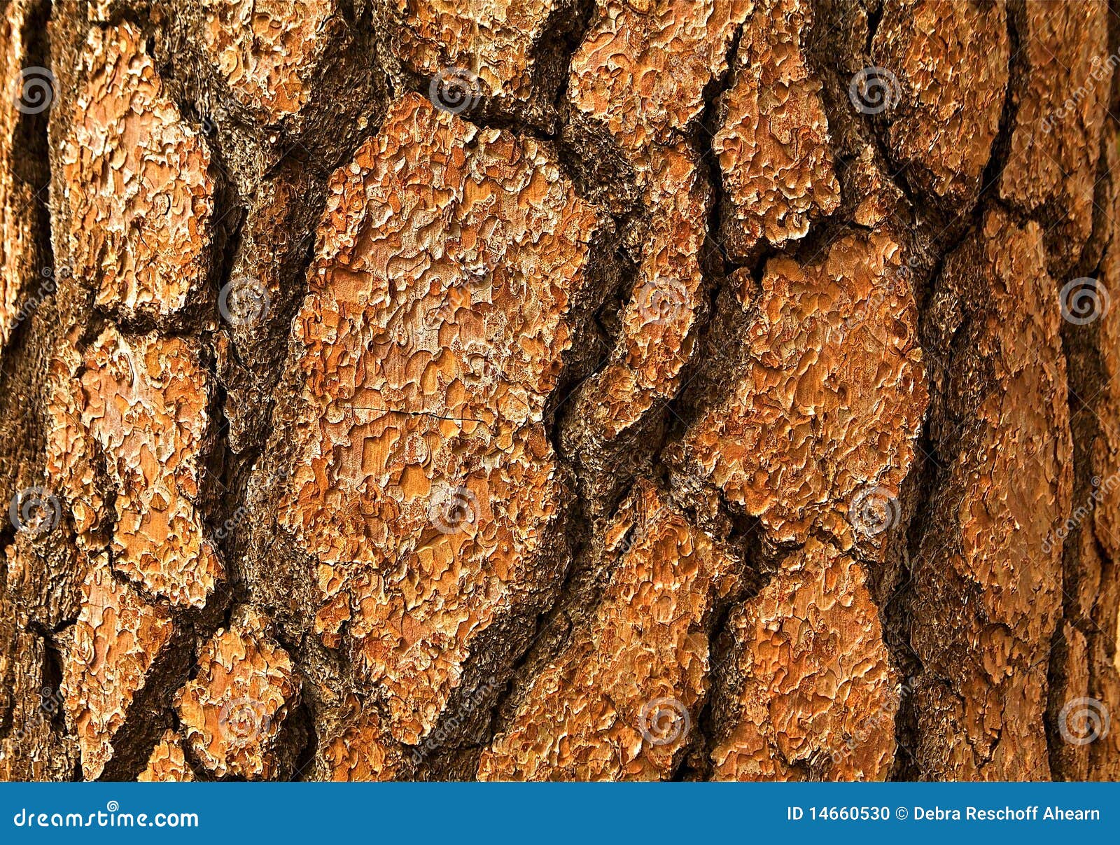 Bark: Close-up stock photo. Image of macro, material - 14660530