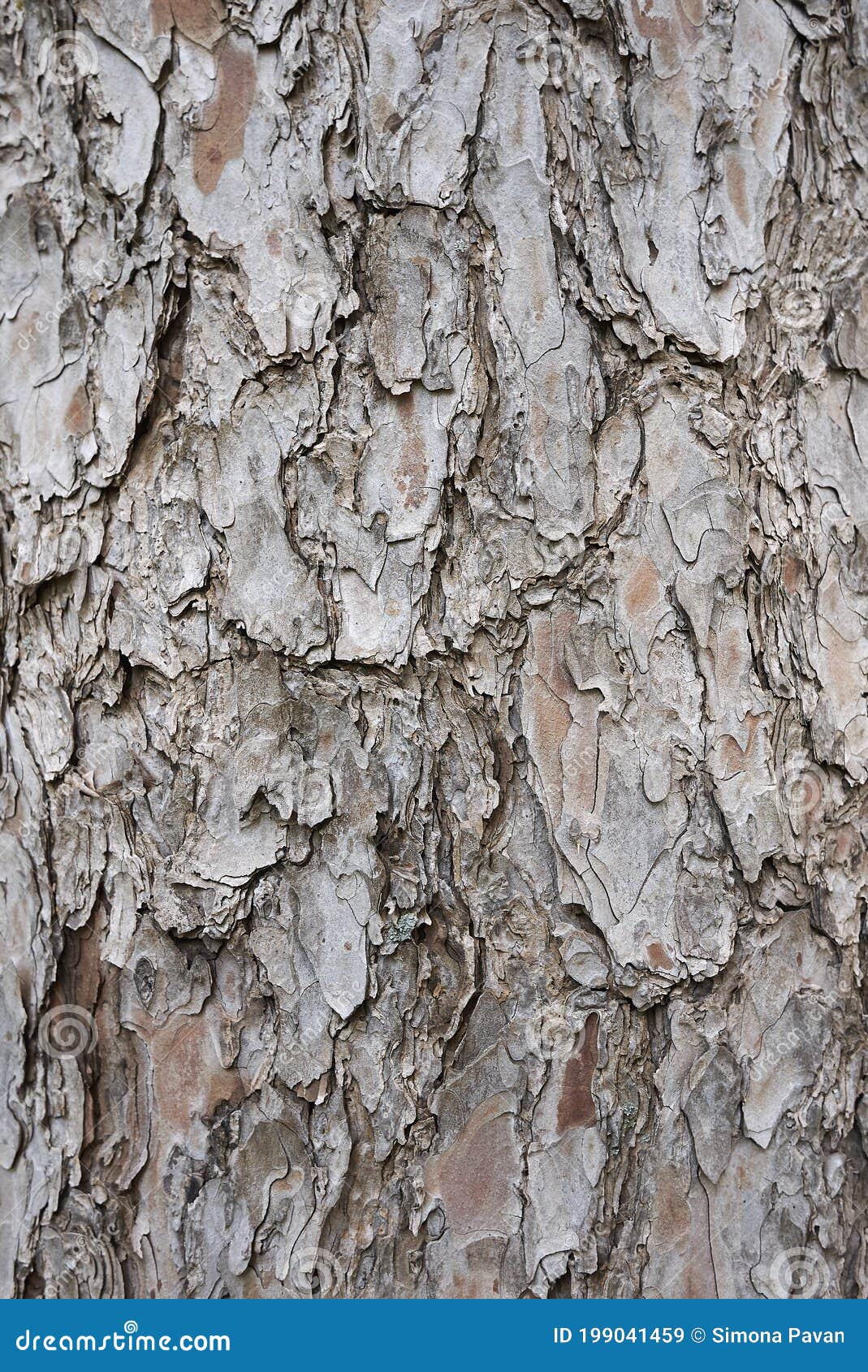 Pinus strobus trunk stock image. Image of green, foliage - 199041459