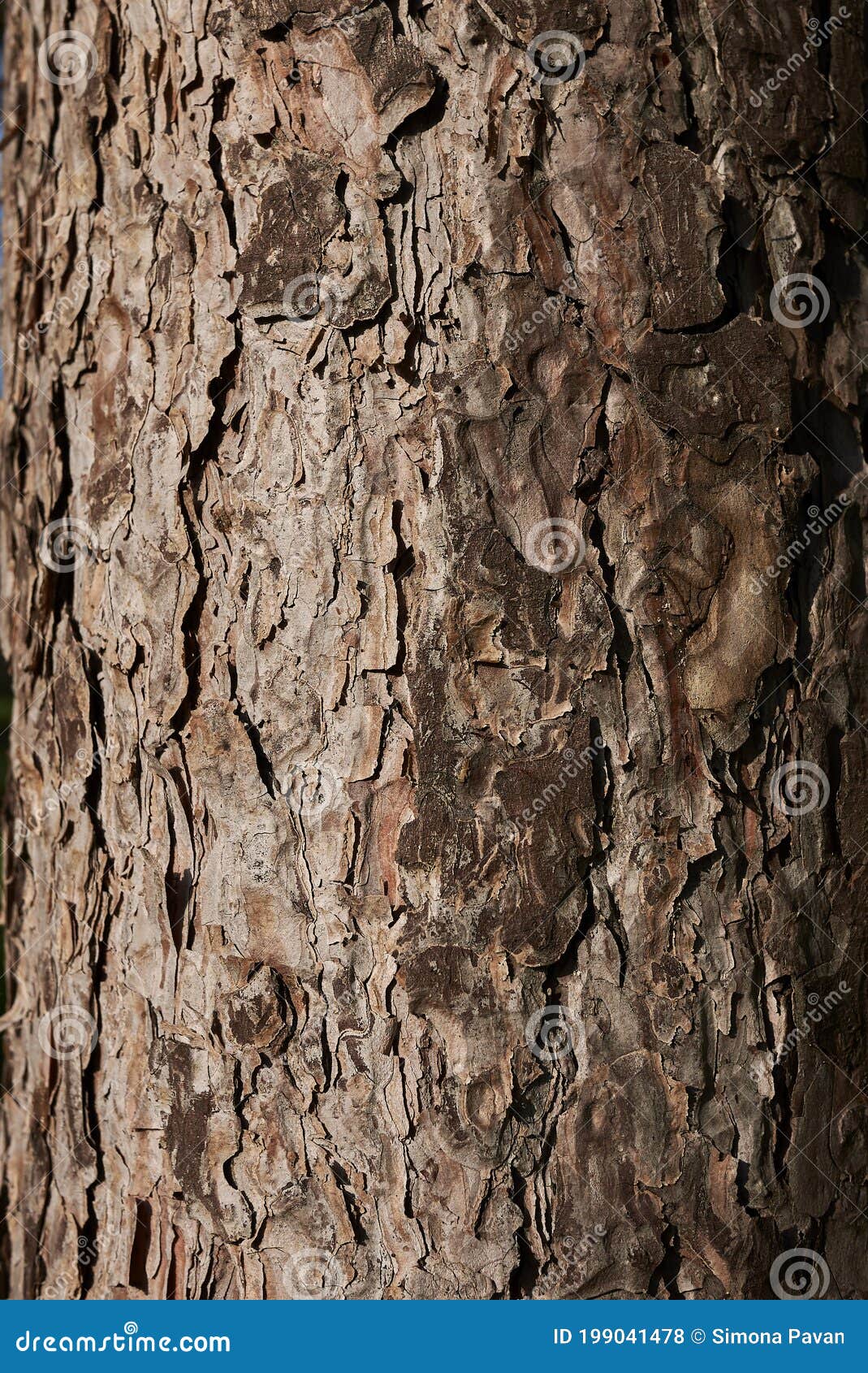Pinus strobus trunk stock photo. Image of cones, environment - 199041478