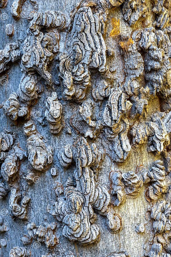 Common Hackberry Bark stock image. Image of beautiful - 208270629