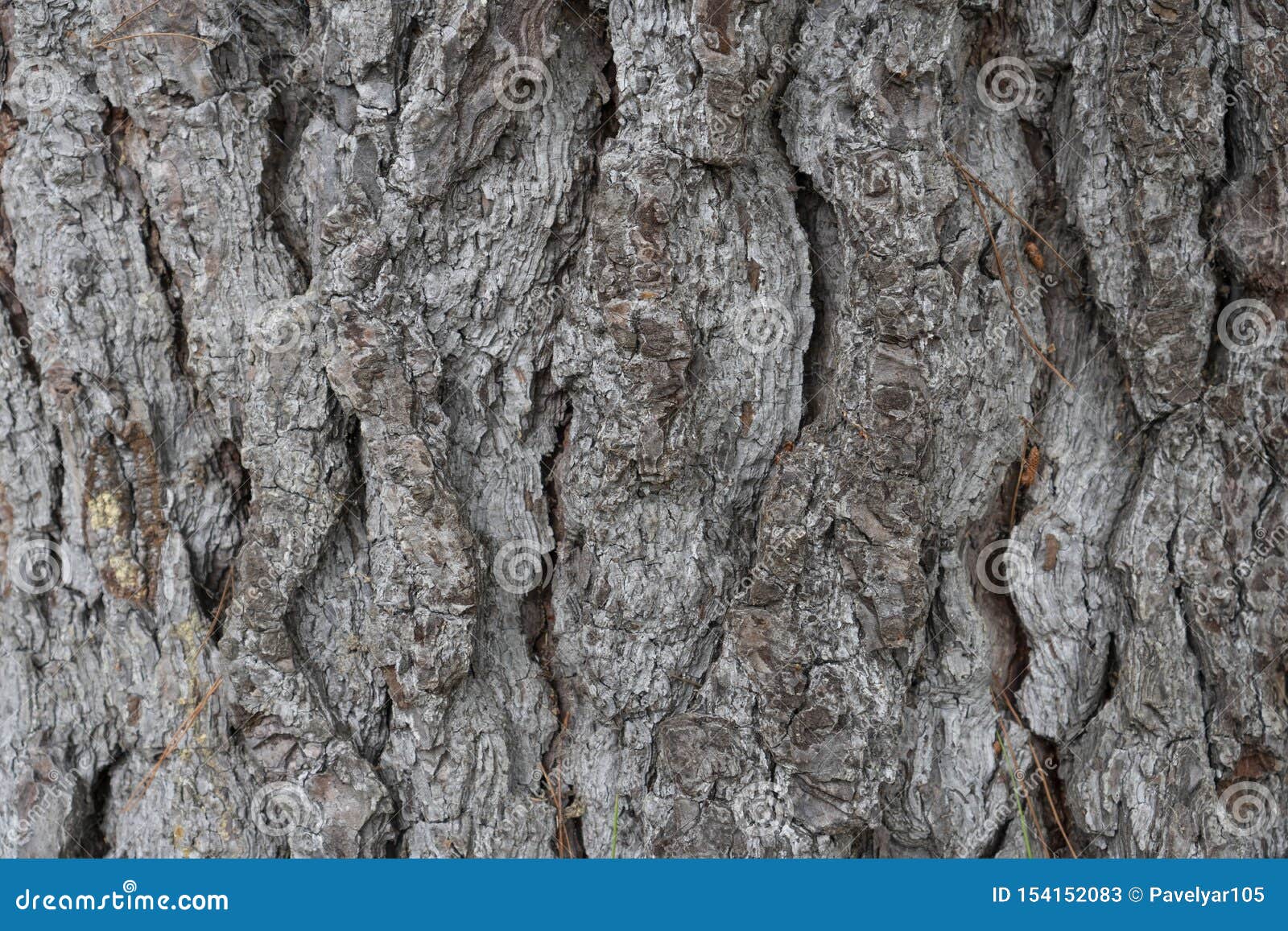 Bark of Conifer Tree Close-up Stock Image - Image of forest, color ...