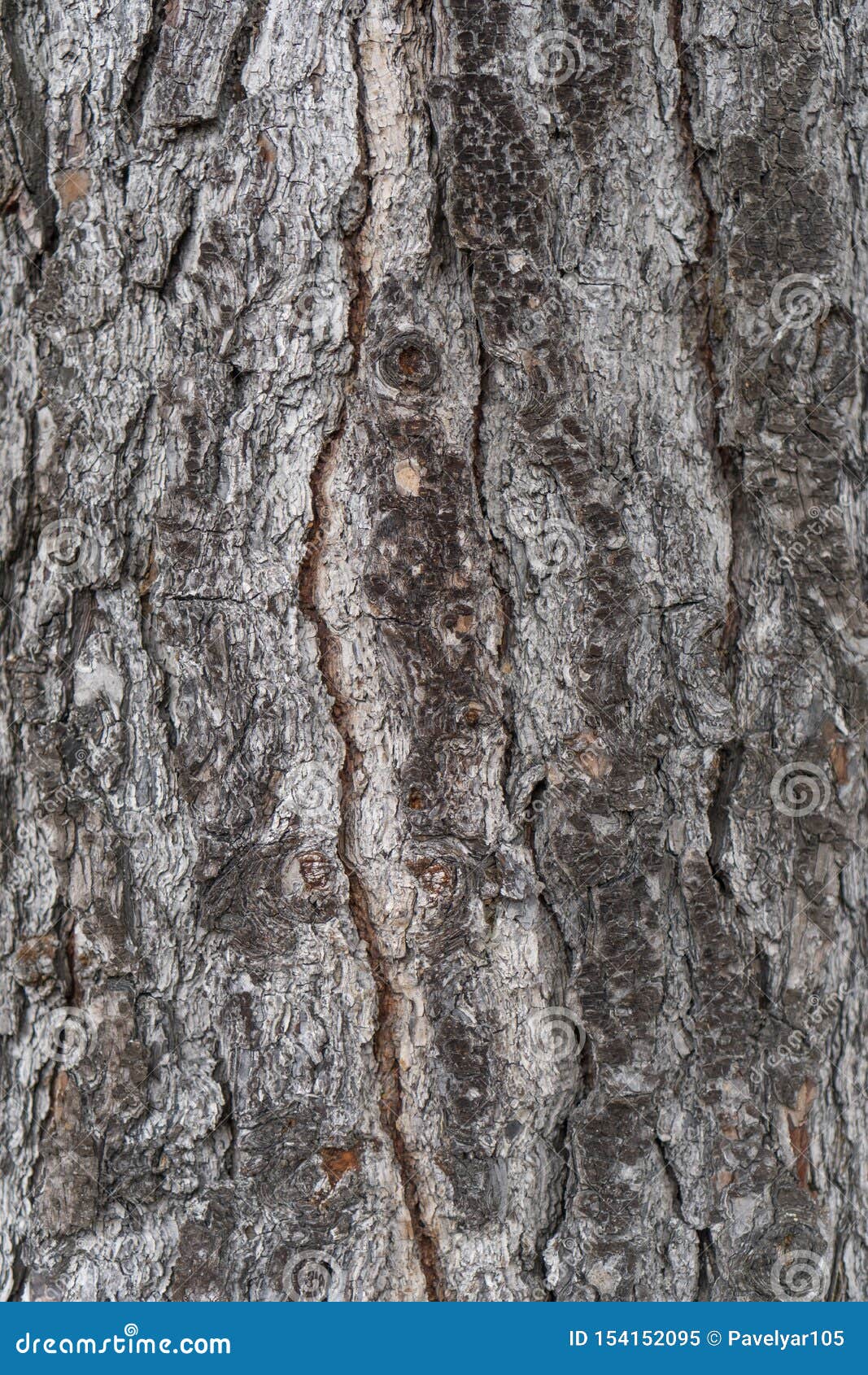 Bark of Conifer Tree Close-up Stock Image - Image of plant, natural ...