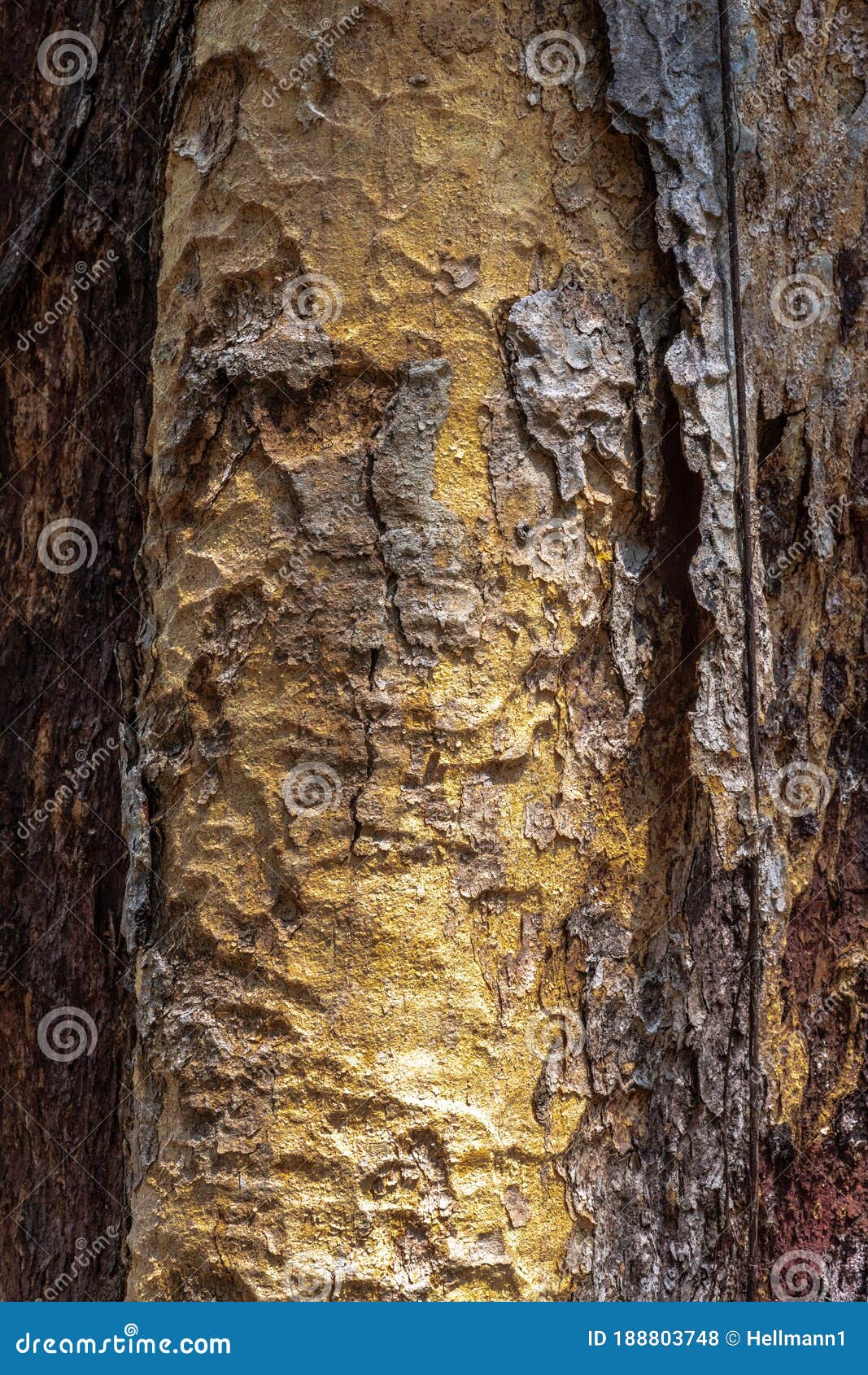 Bark of Copaiba Balsam Tree Stock Photo - Image of wall, texture: 188803748