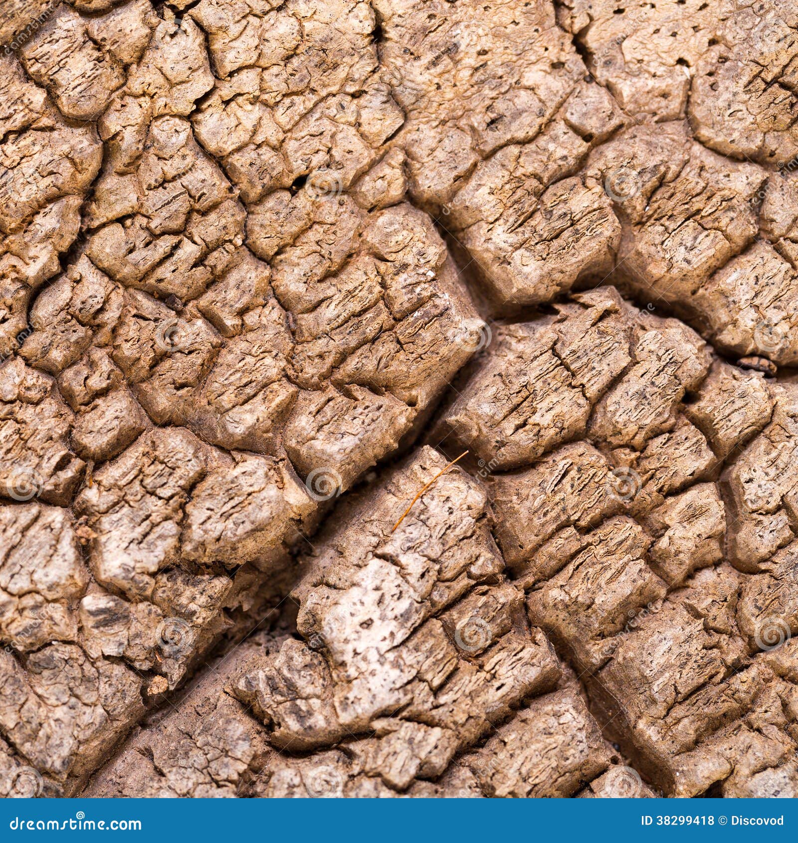 Bark cork oak tree dry stock photo. Image of peel, textured - 38299418