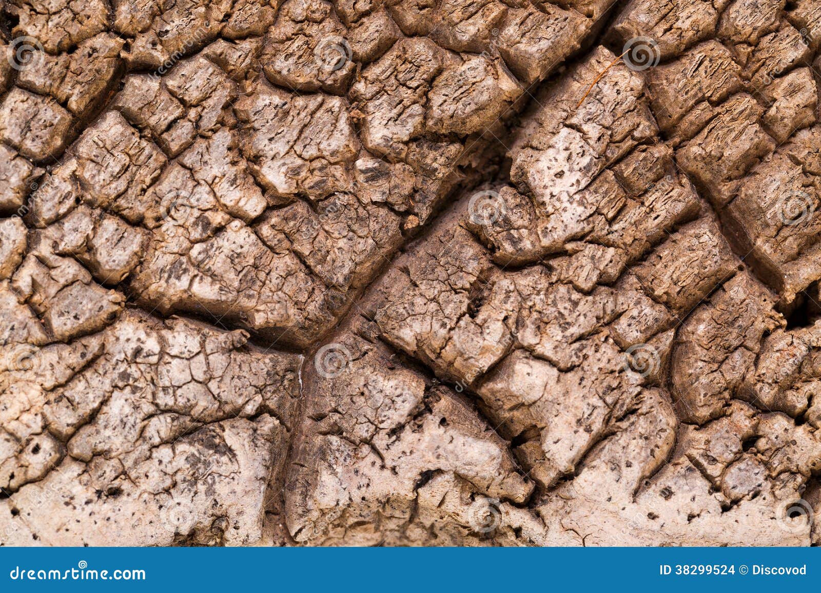 Bark cork oak tree dry stock photo. Image of board, macro - 38299524
