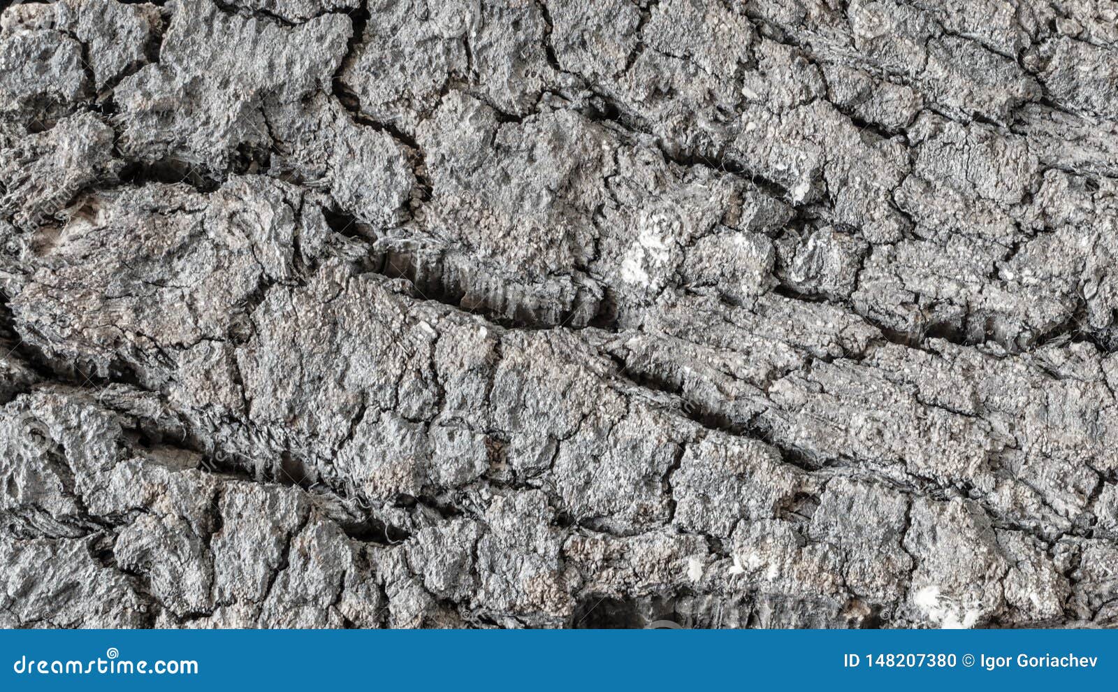 The Bark of the Cork Tree is Gray, Ashen Color Stock Photo - Image of ...