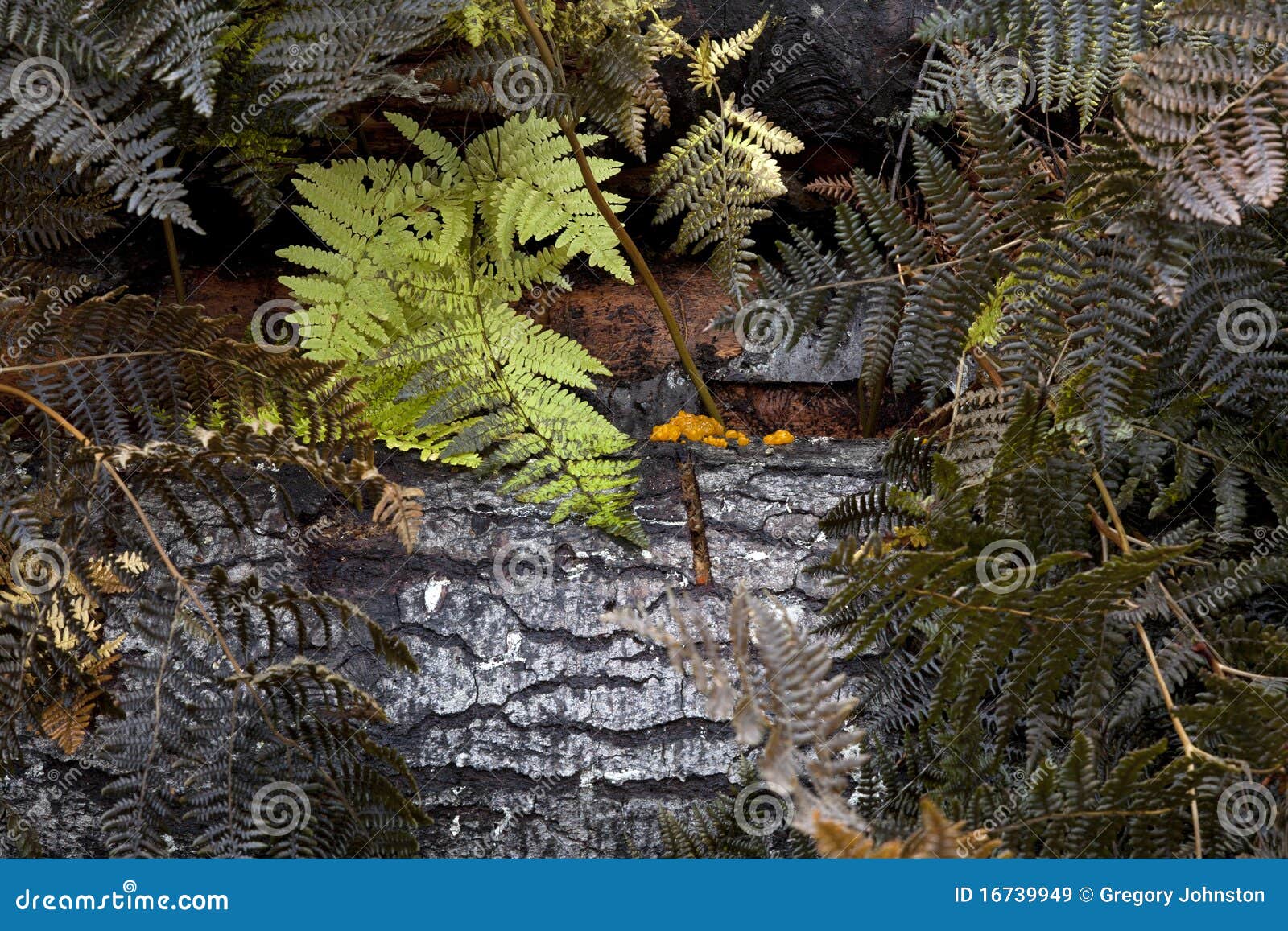 Bark Covered Log and Ferns. Stock Image - Image of brown, forest: 16739949