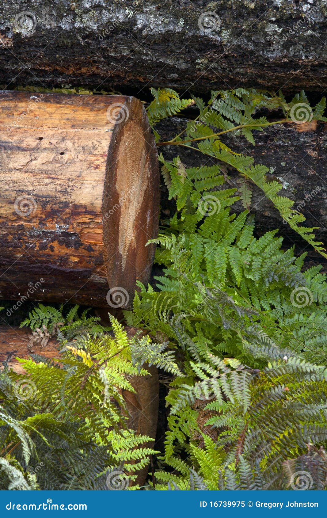 Bark Covered Log and Ferns. Stock Image - Image of rainforest, natural ...