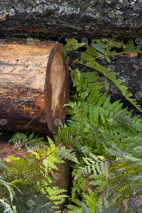 Bark Covered Log and Ferns. Stock Image - Image of rainforest, natural ...