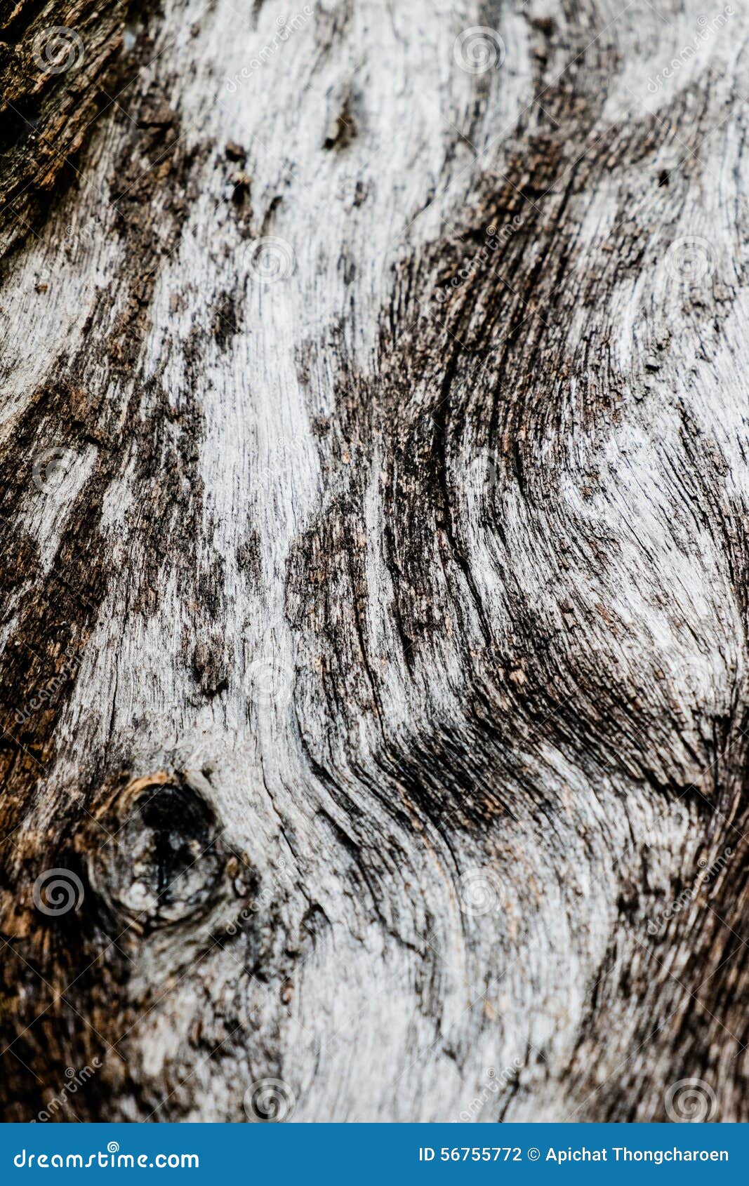 Bark Crack Texture on Background Stock Photo - Image of construction ...