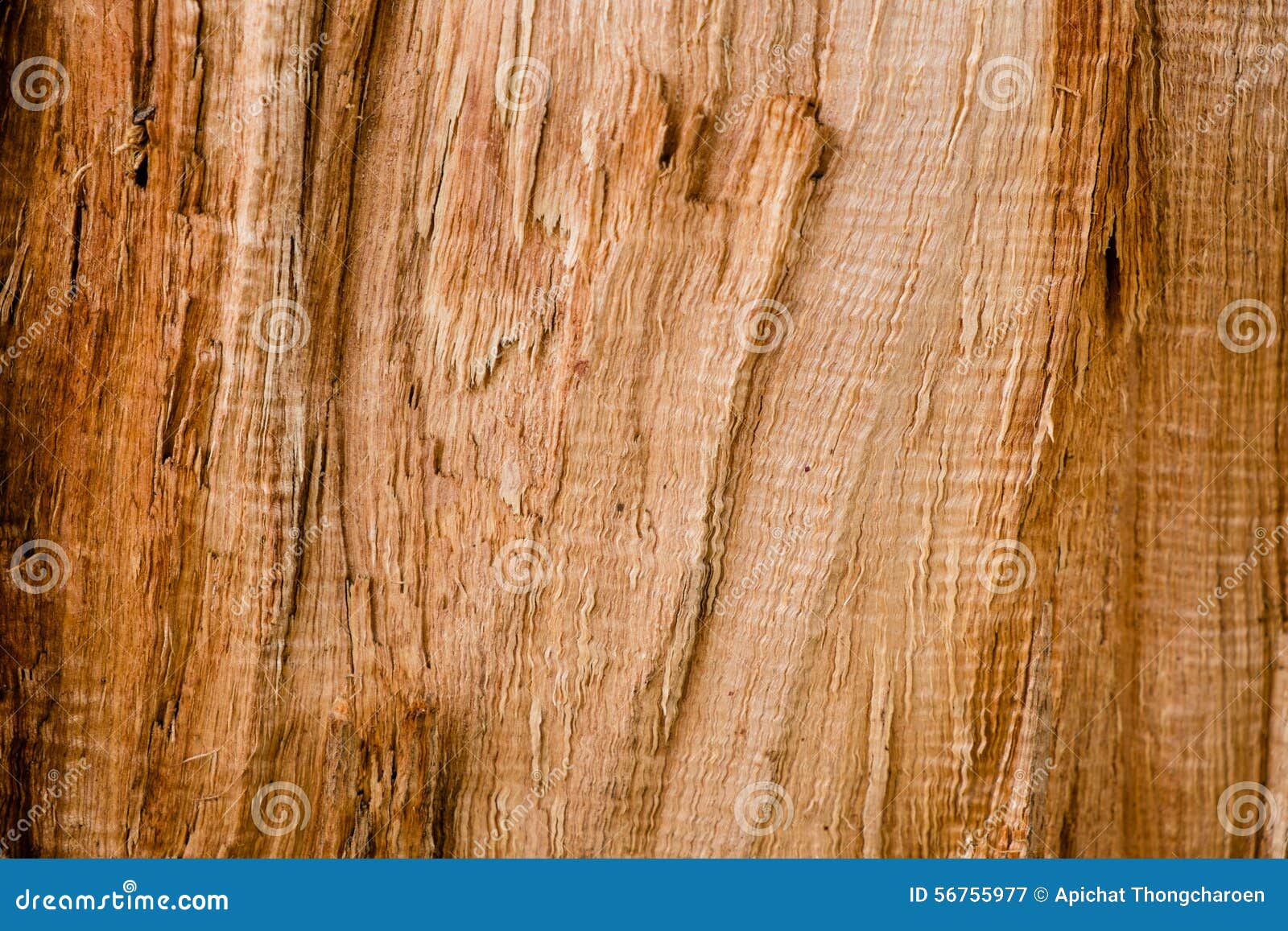Bark Crack Texture on Background Stock Image - Image of bark, floor ...