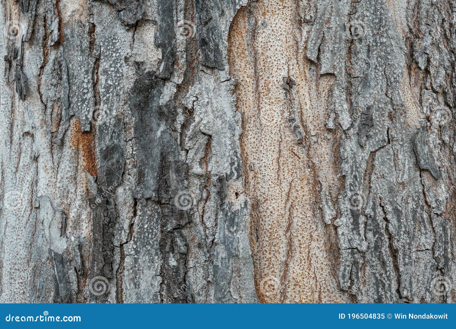 Bark cracked texture stock image. Image of organic, timber - 196504835