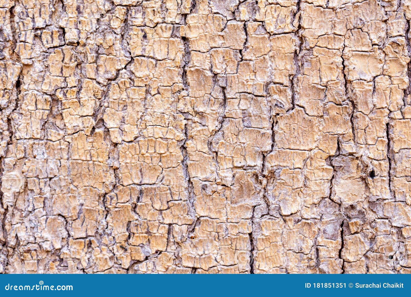 Bark Cracks of Trees in the Forest Stock Image - Image of pine, macro ...