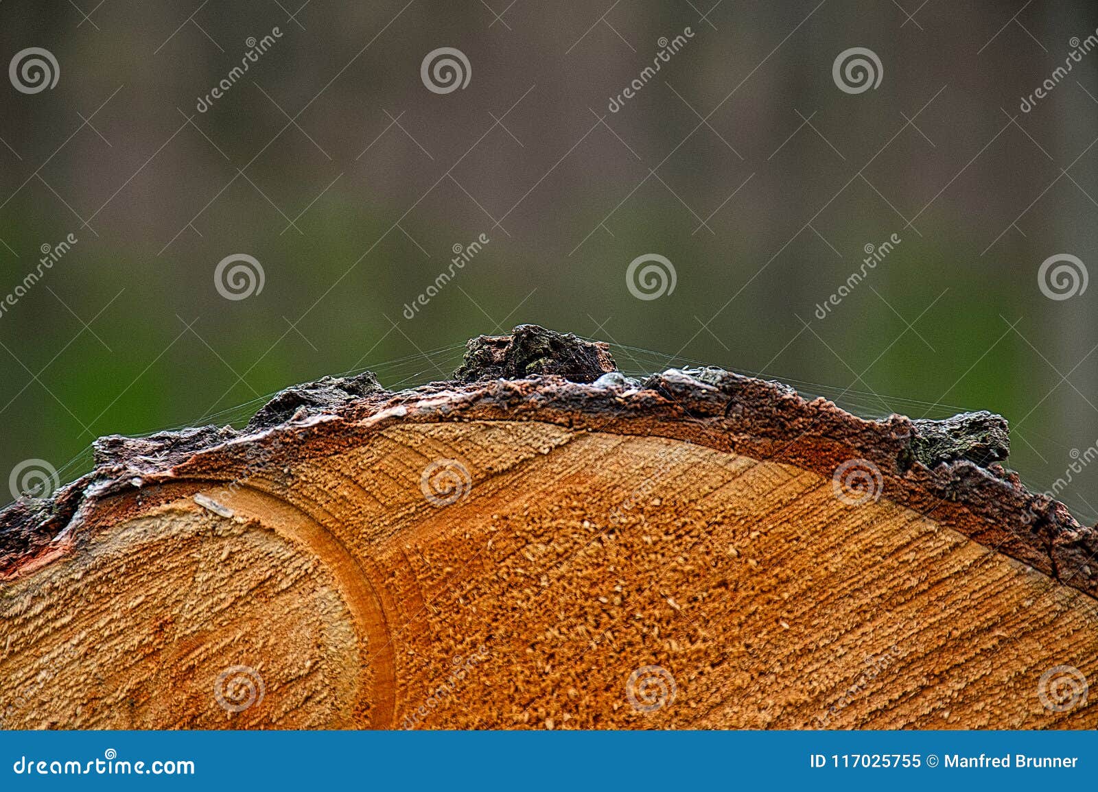 Bark_cross-section_with_cobweb Stock Image - Image of close, cobweb ...