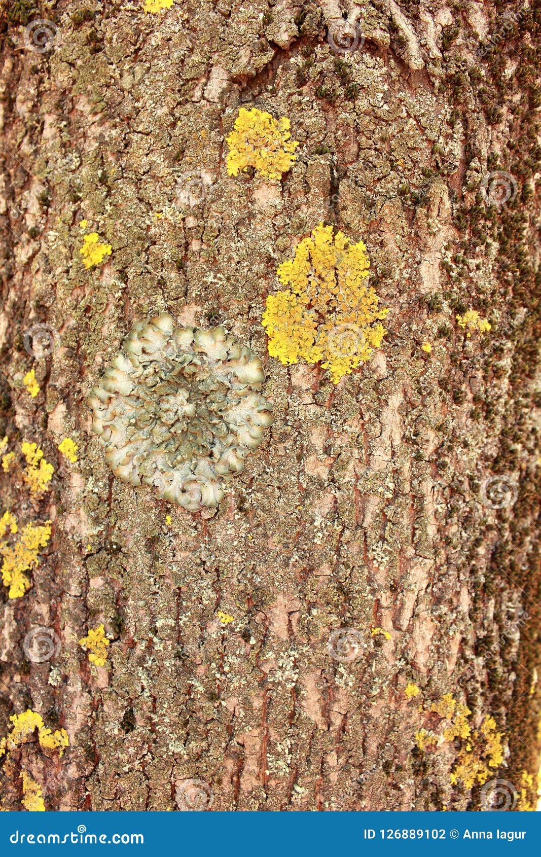 On the Bark is Cute Moss and Lichen Stock Photo - Image of season ...
