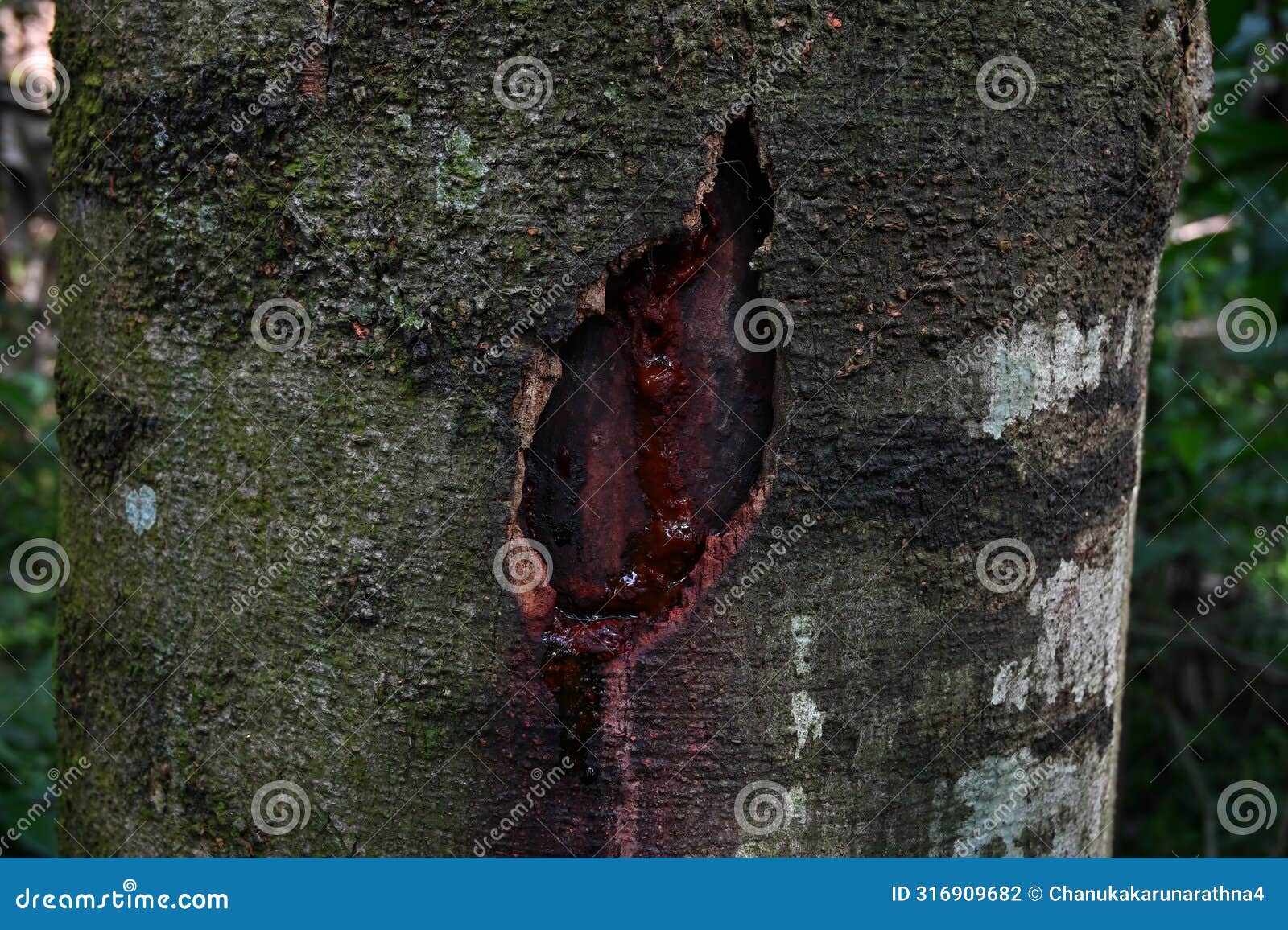 A Bark Damaged Section of a Jack Tree Stem with the Sap Oozing Out on ...