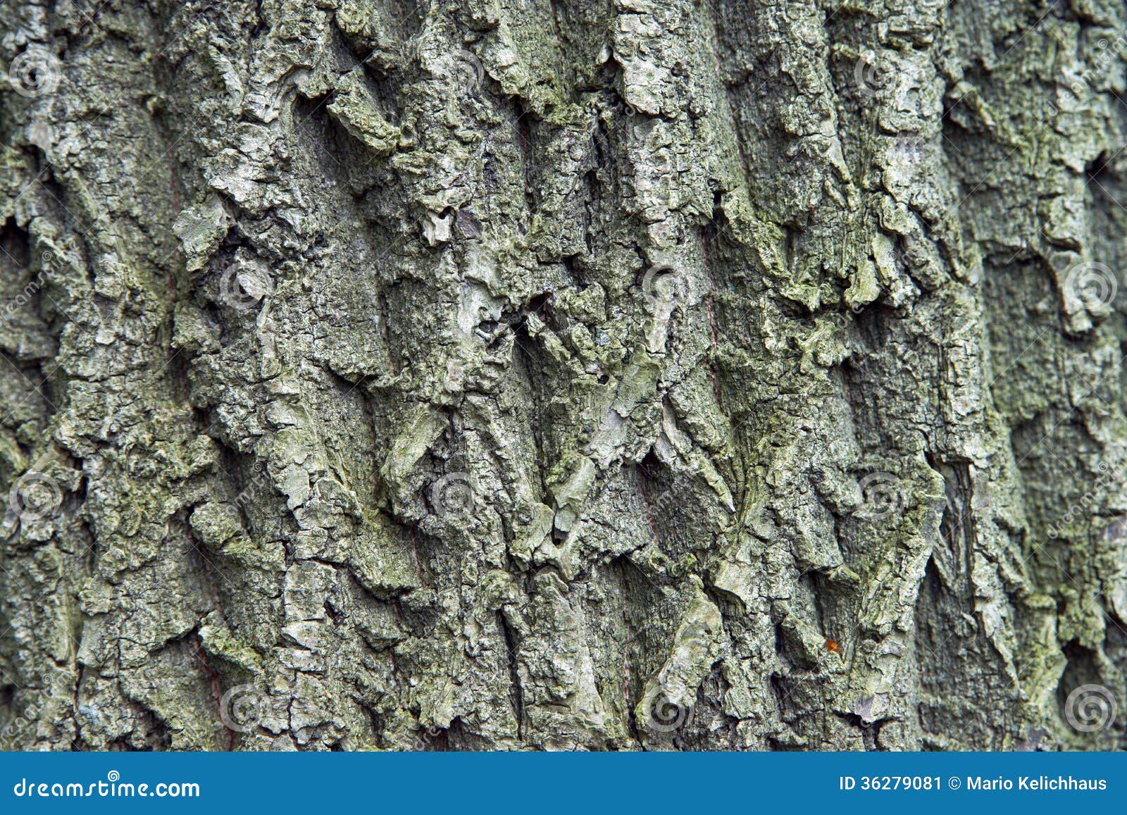 Bark stock image. Image of cracks, texture, grain, tree - 36279081