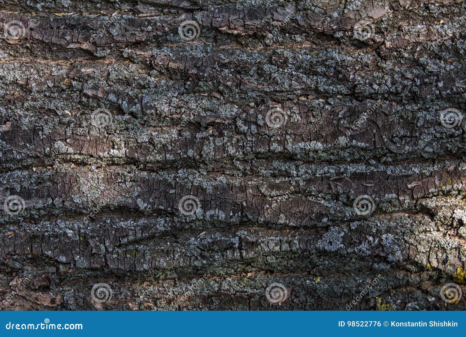 Bark of Dark Tree Oak - Texture Background Stock Photo - Image of ...