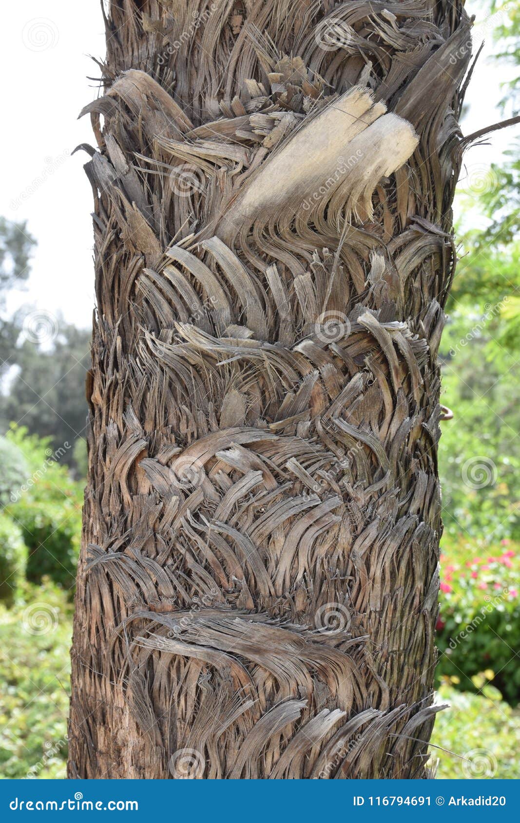 Bark of the date palm. stock image. Image of structures - 116794691