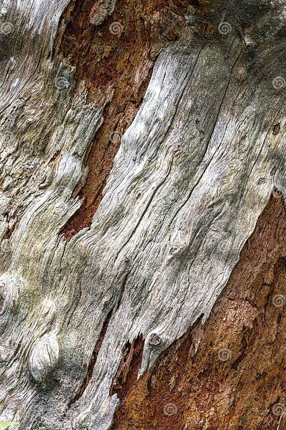 Decaying Cedar Tree stock photo. Image of dead, landscape - 284604920