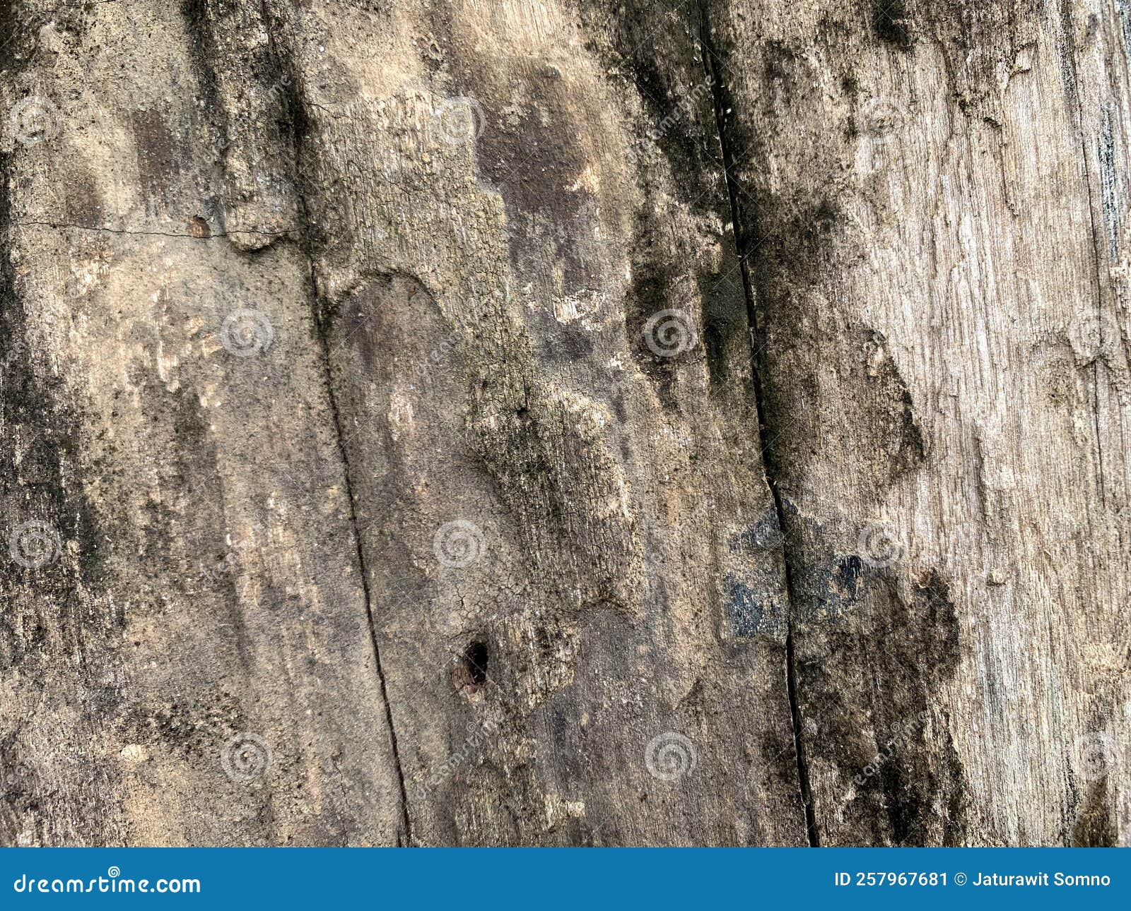 The Bark stock image. Image of heat, dead, long, tree - 257967681