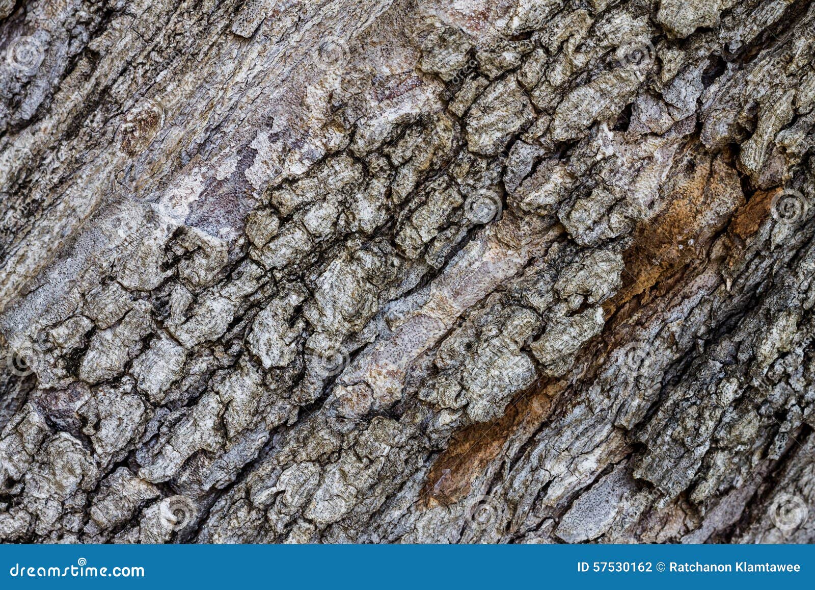Bark stock photo. Image of decay, inside, tree, dead - 57530162