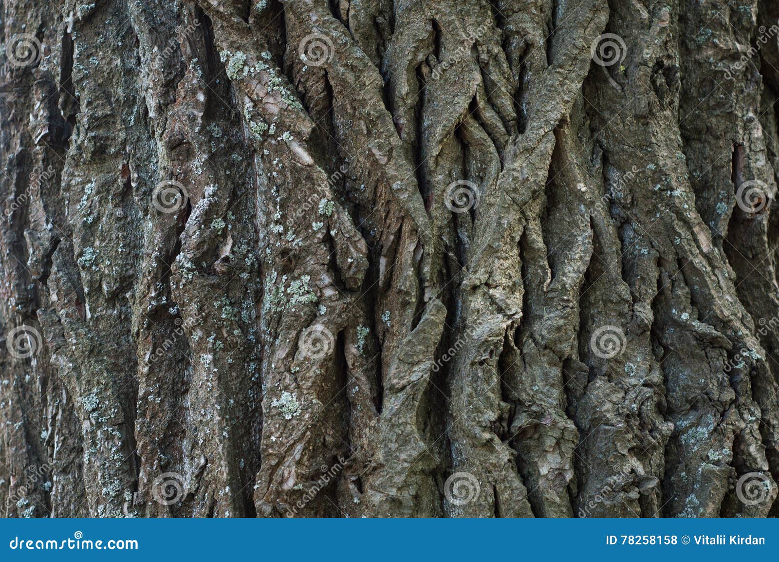 Bark of a deciduous tree stock photo. Image of board - 78258158