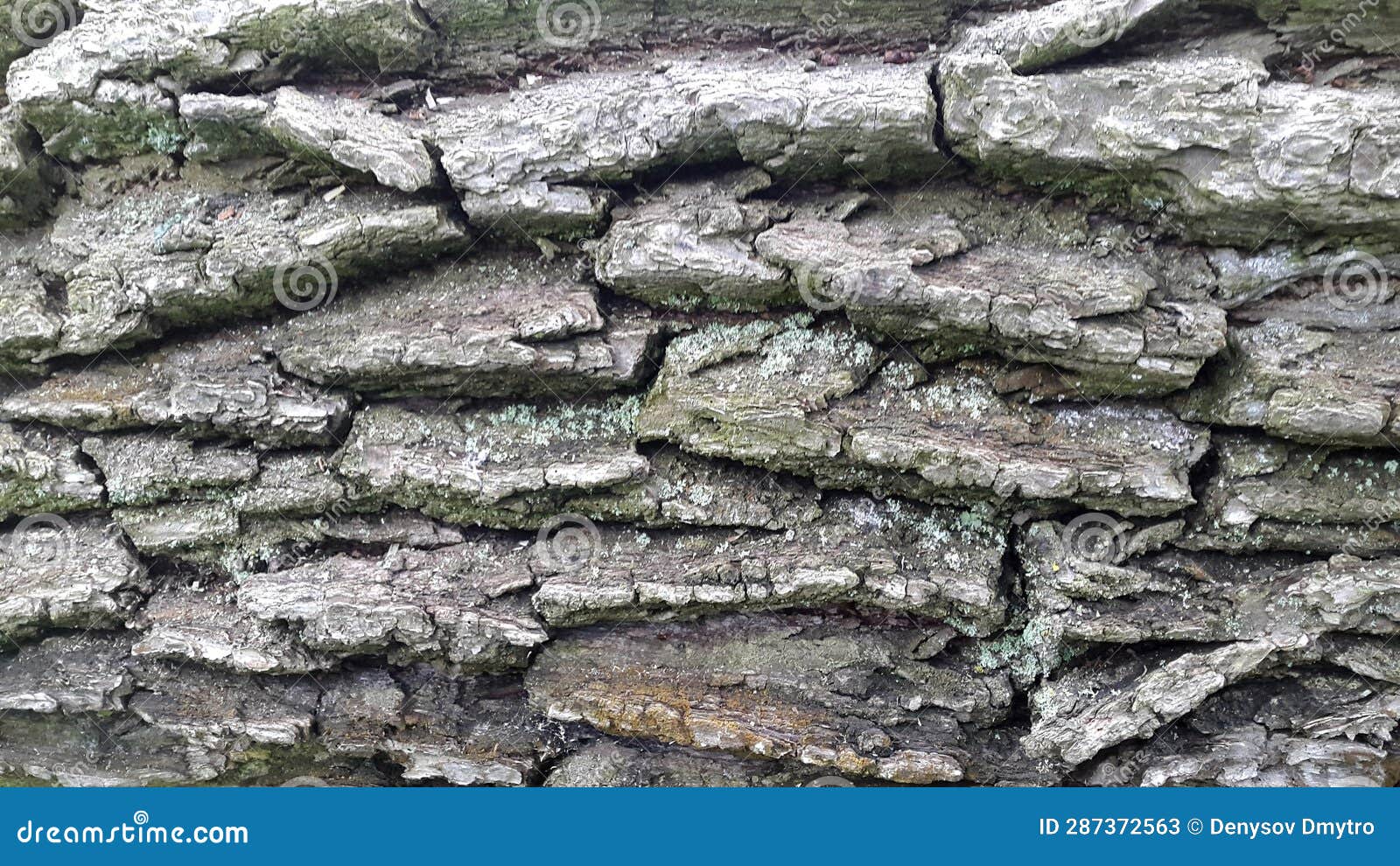 Bark of a Deciduous Tree. Background of Rough Bark Texture Stock Image ...