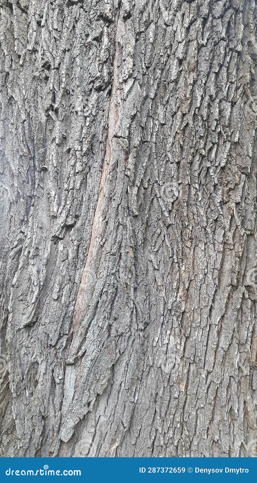 Bark of a Deciduous Tree. Background of Rough Bark Texture Stock Image ...