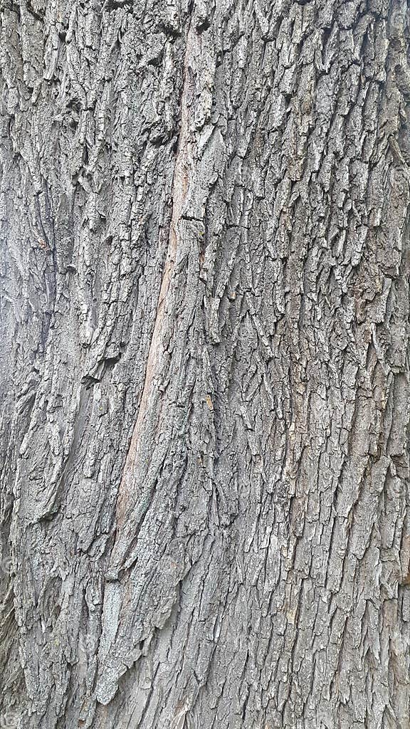 Bark of a Deciduous Tree. Background of Rough Bark Texture Stock Image ...