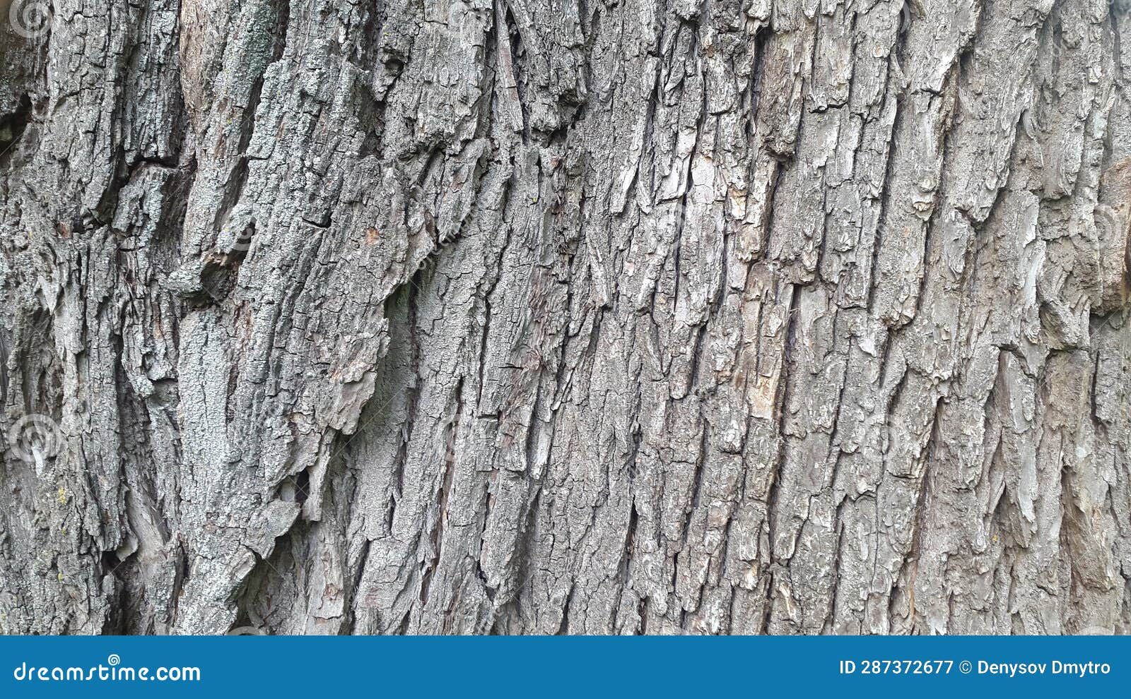 Bark of a Deciduous Tree. Background of Rough Bark Texture Stock Image ...