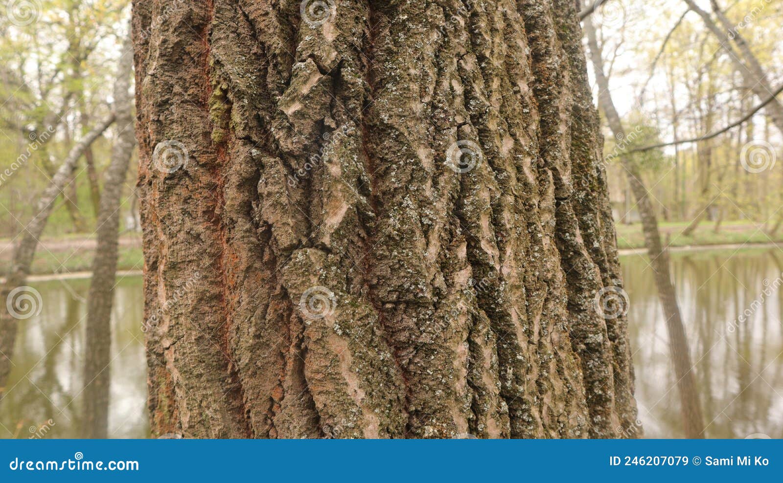 Tree Bark Close Up. Bark of Deciduous Trees. Stock Image - Image of ...