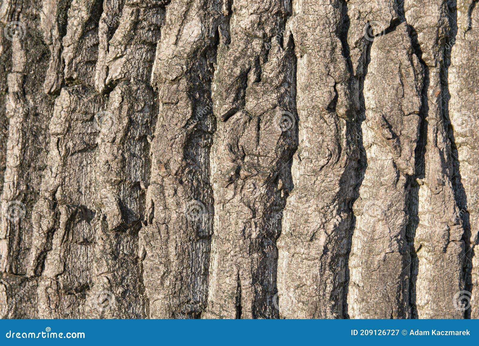 Bark of Deciduous Tree Natural Texture Stock Image - Image of pattern ...