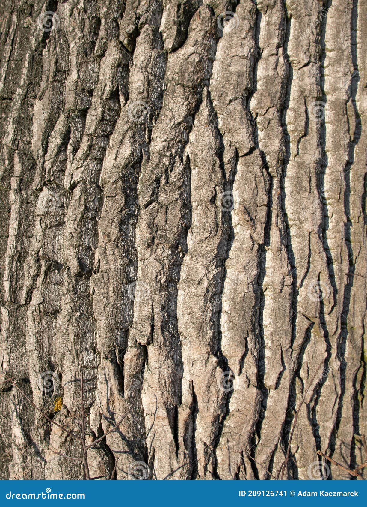 Bark of Deciduous Tree Natural Texture Stock Image - Image of pattern ...