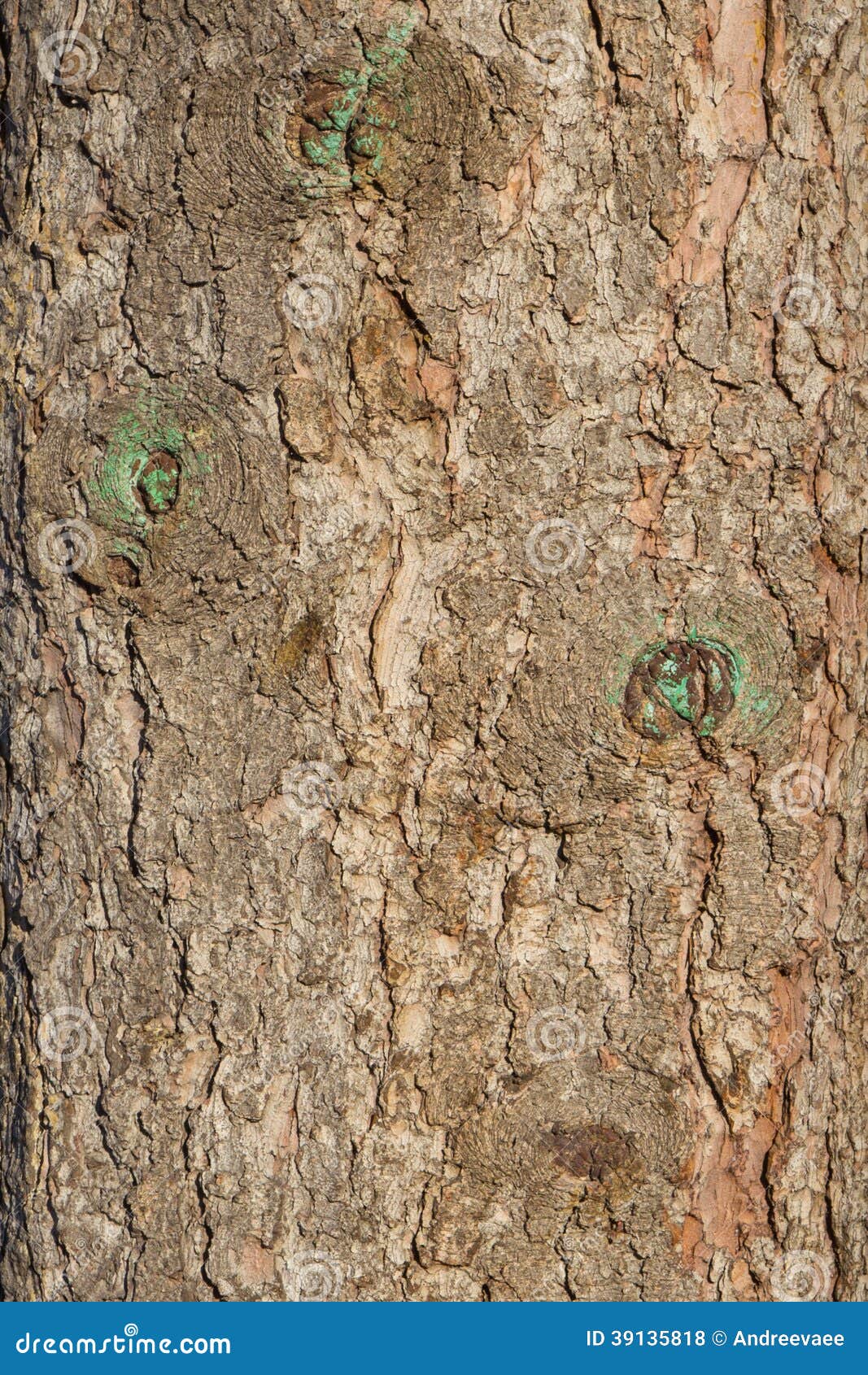 Bark of deciduous tree stock photo. Image of space, pecan - 39135818