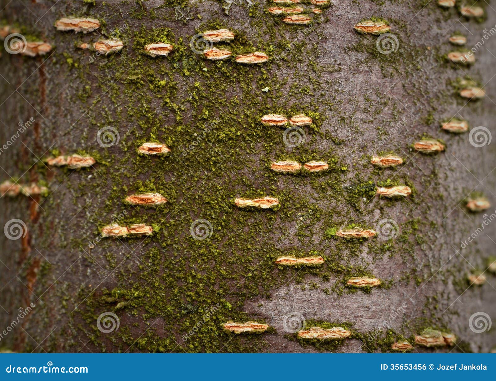 Bark of deciduous trees stock photo. Image of tree, closeup - 35653456