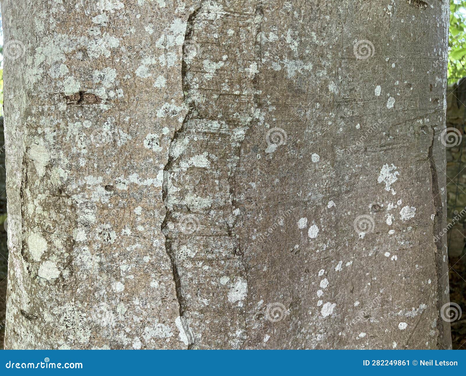 Tree Identification. Bark. European Beech. Fagus Sylvatica Stock Image ...