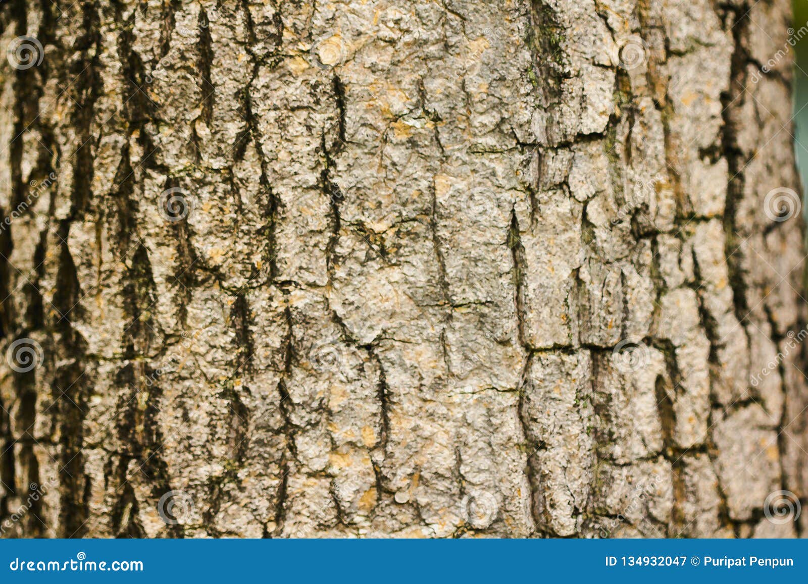 The Bark of the Dried Tree is Brown. Stock Image - Image of grunge ...