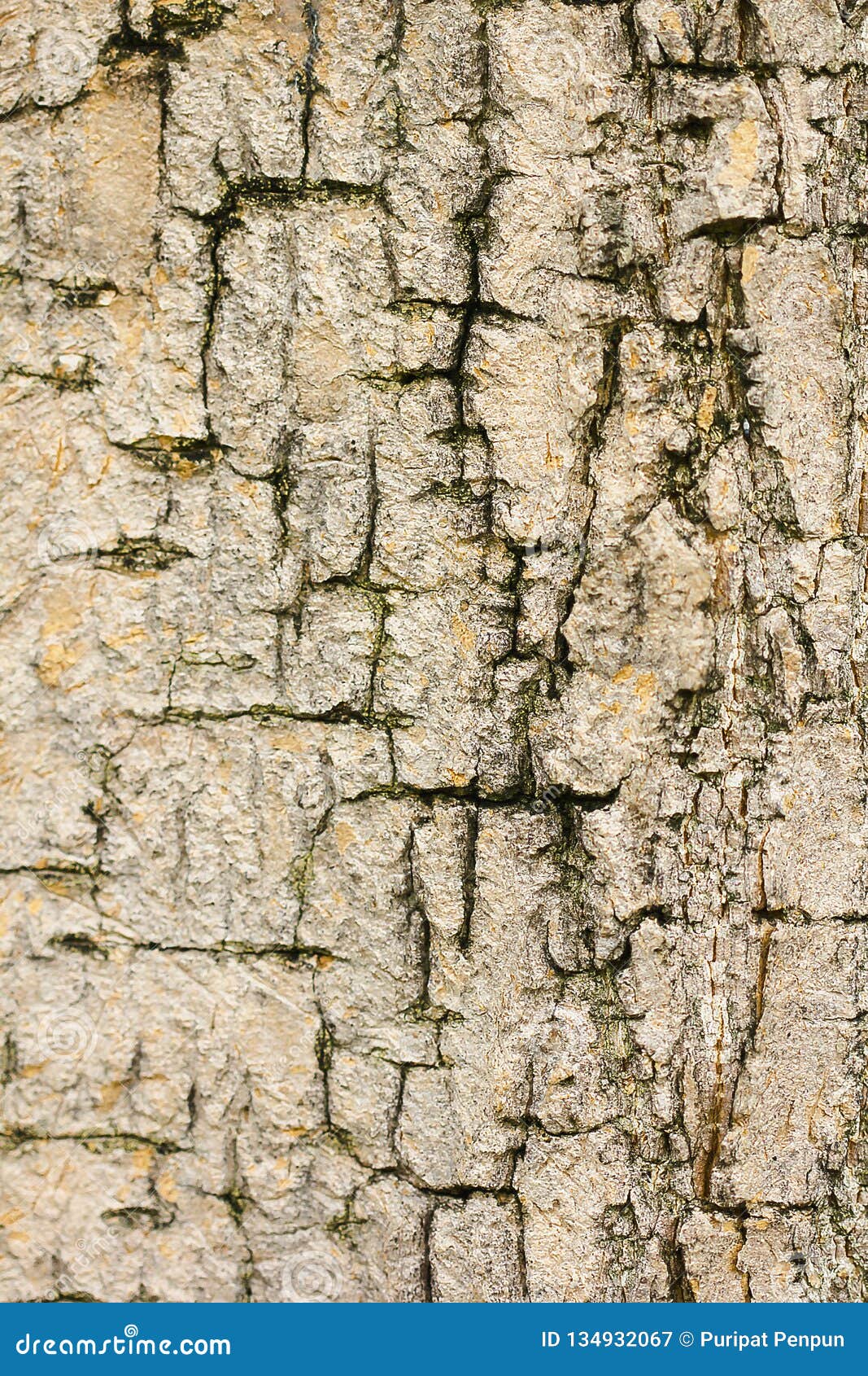 The Bark of the Dried Tree is Brown. Stock Image - Image of bark ...