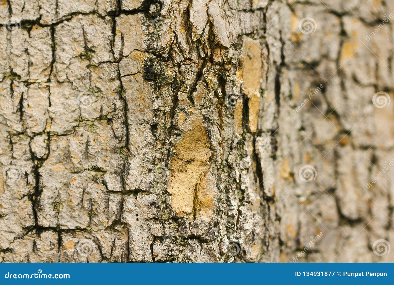 The Bark of the Dried Tree is Brown. Stock Image - Image of history ...