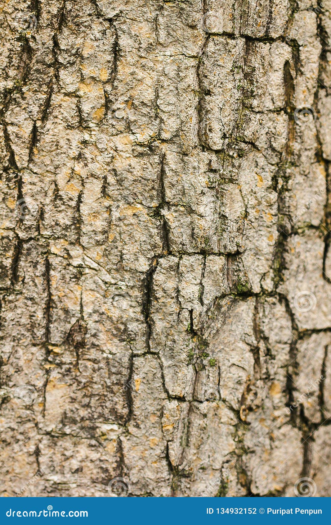The Bark of the Dried Tree is Brown. Stock Photo - Image of background ...
