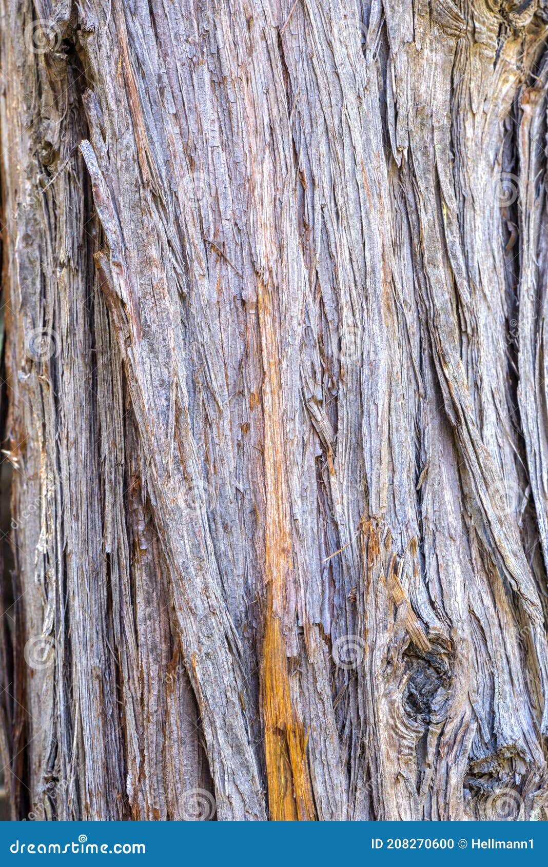 Drooping Juniper Bark stock photo. Image of drooping - 208270600