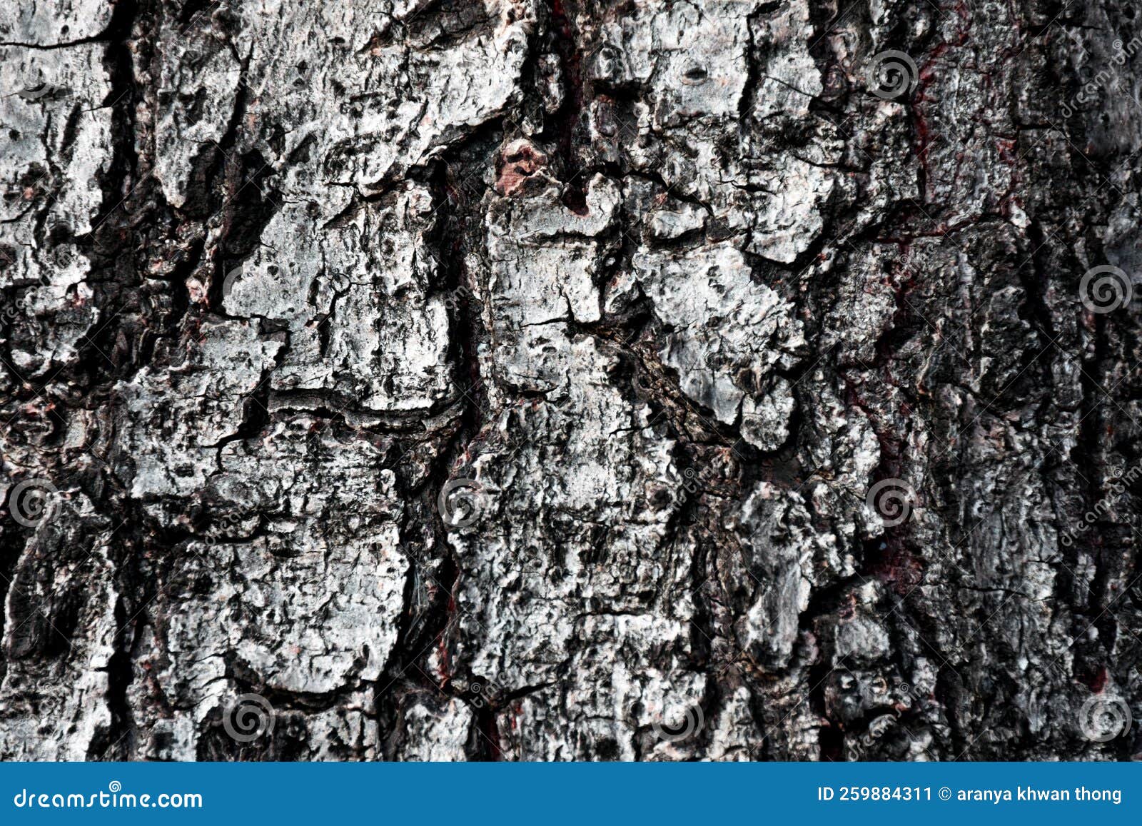 The Bark is Dry and Naturally Cracked for the Background Stock Image ...