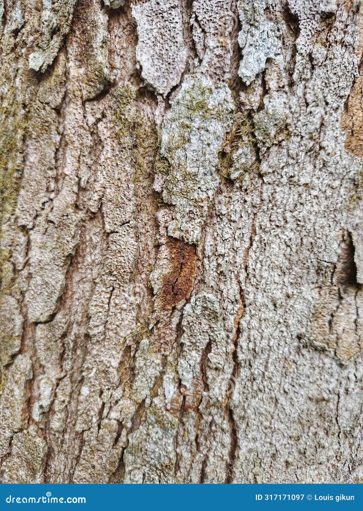 The Bark of the Durian Tree Stock Image - Image of abstract, bark ...