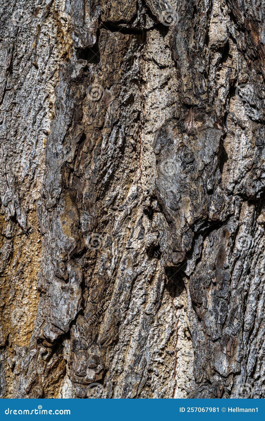 Bark of Eastern Black Walnut Stock Image - Image of closeup, aged ...