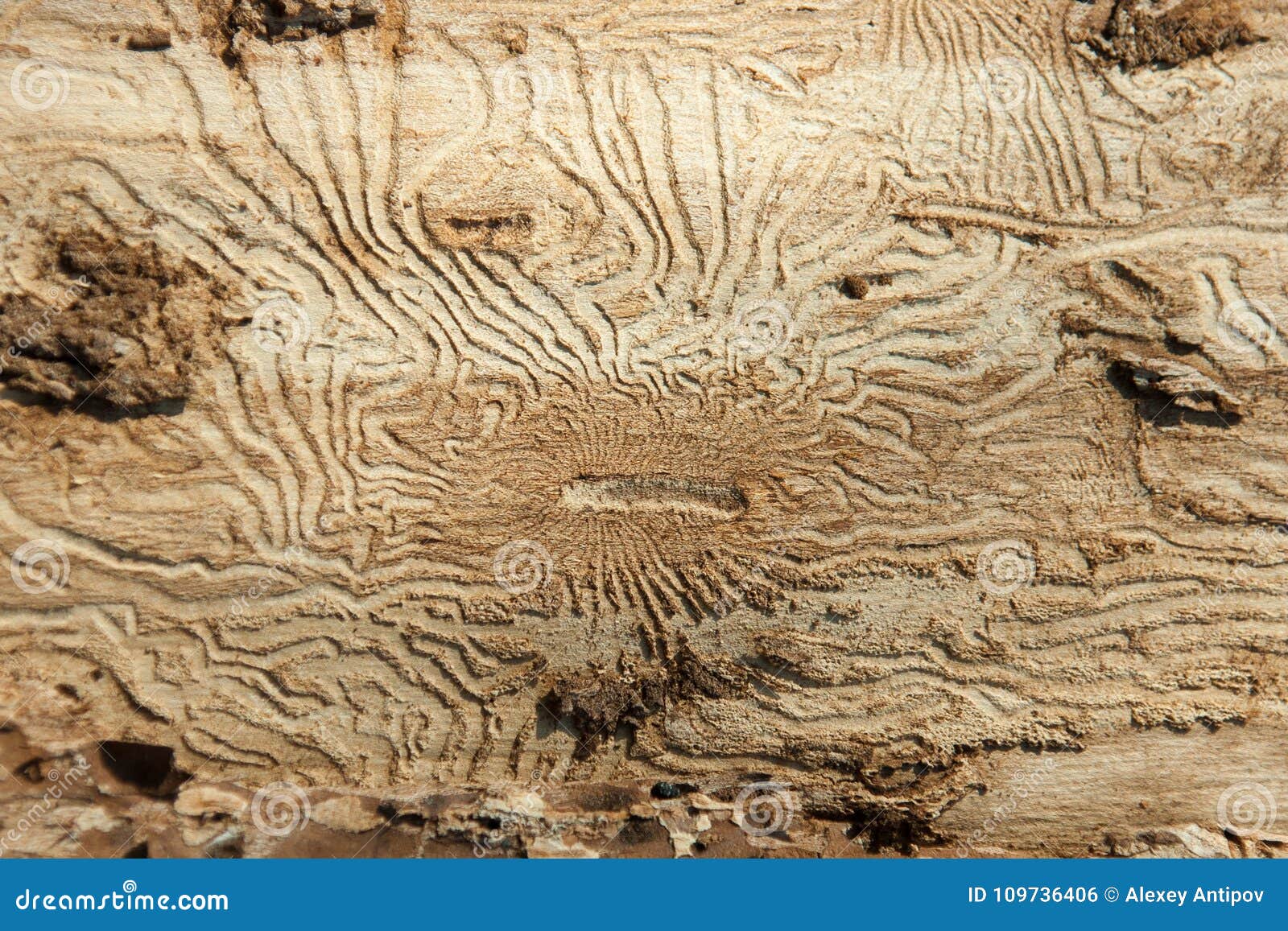 Bark eaten by bark beetle stock photo. Image of wallpaper - 109736406