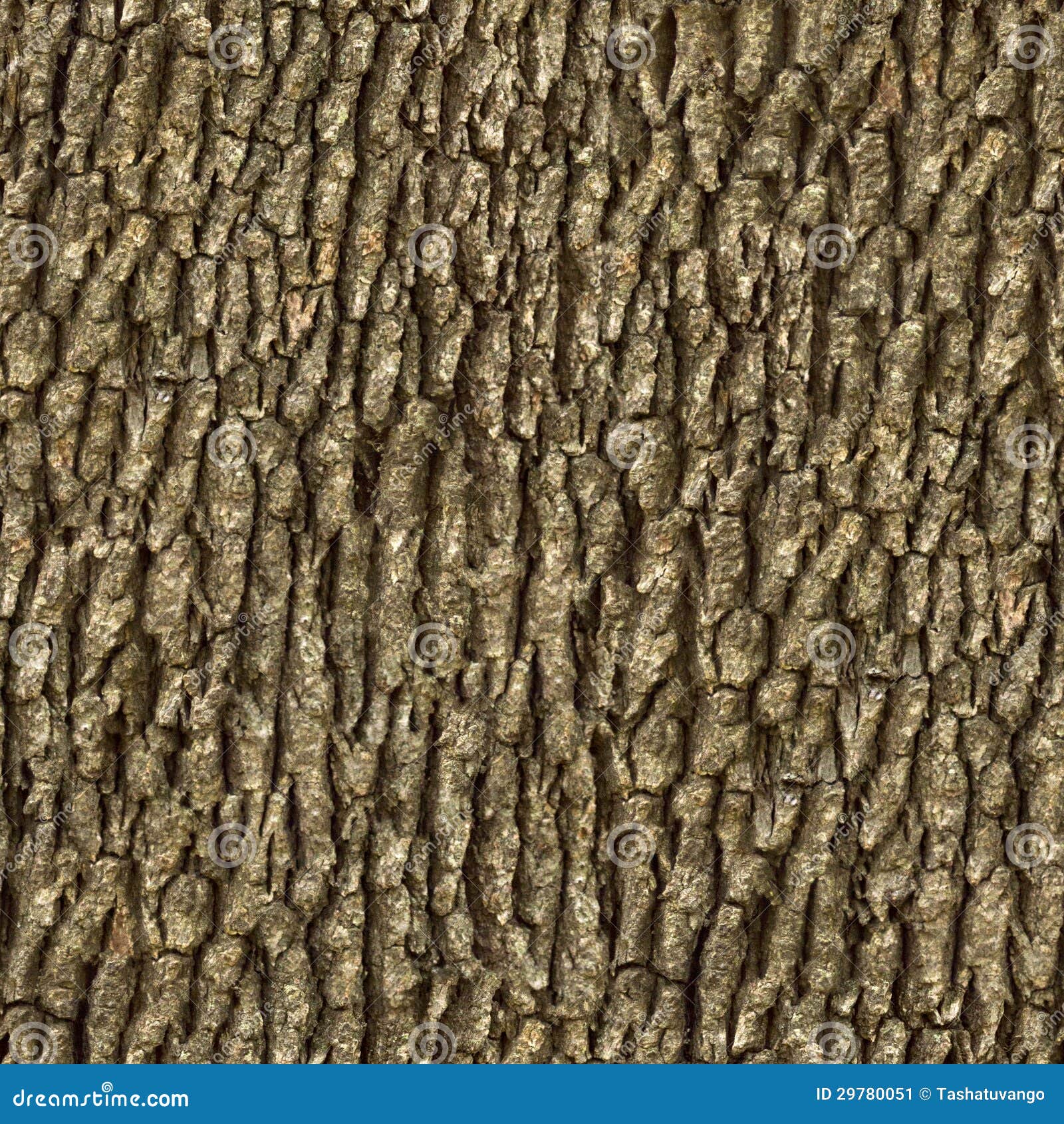 Elm Bark. Seamless Texture. Stock Photo | CartoonDealer.com #29780051